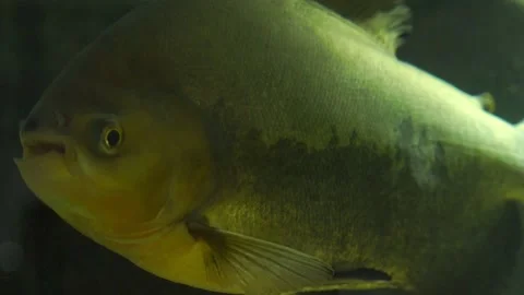big grey aquarium fish with opened widel... | Stock Video | Pond5