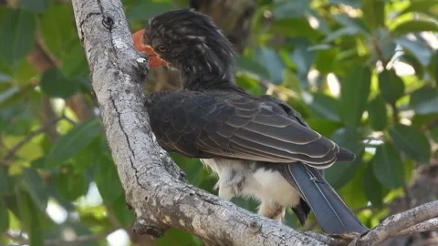 Big grey bird lflying away from a tree b... | Stock Video | Pond5