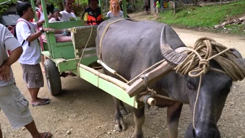 Bullock Cart On Road Stock Footage ~ Royalty Free Stock Videos | Pond5
