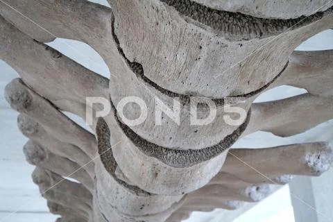 Big grey skeleton of big blue whale. Whale spine. Real whale bones ...