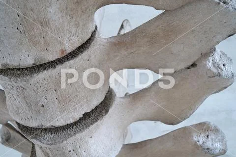 Big grey skeleton of big blue whale. Whale spine. Real whale bones ...