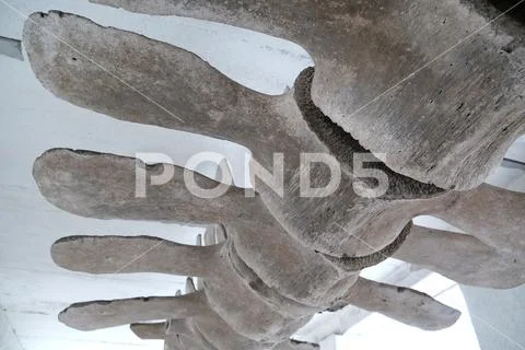 Big grey skeleton of big blue whale. Whale spine. Real whale bones ...