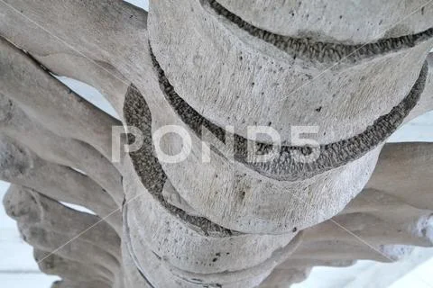 Big grey skeleton of big blue whale. Whale spine. Real whale bones ...