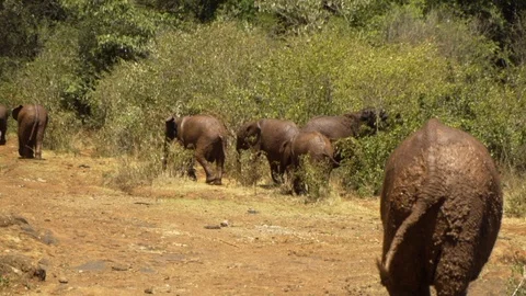 Big African M Stock Videos – Royalty-Free HD & 4K Videos | Page 6