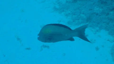 Fish Big Head Stock Videos – Royalty-Free HD & 4K Videos | Page 6