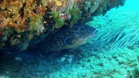 Big grouper fish in a reef | Stock Video | Pond5