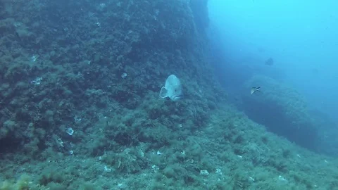 Big grouper fish Scuba diving in the Med... | Stock Video | Pond5