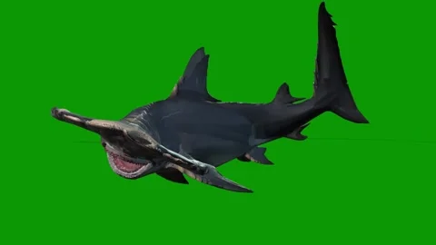 A big head killer Shark angry scene from... | Stock Video | Pond5