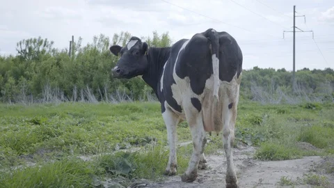 Big healthy udder cow standing on the fi... | Stock Video | Pond5