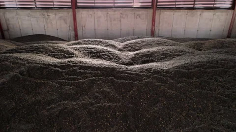 Big heaps of seeds from sunflowers in a ... | Stock Video | Pond5
