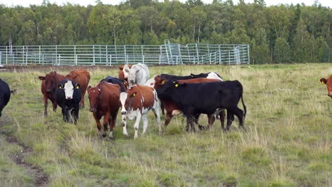 Cattle Lowing Stock Videos – Royalty-Free HD & 4K Videos
