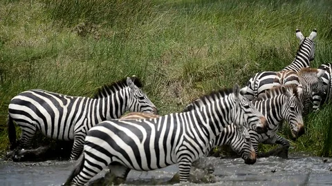 Big herd of Zebra crossing a river on a ... | Stock Video | Pond5