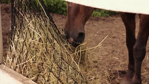 Big horse head eating hay at farm, horse... | Stock Video | Pond5