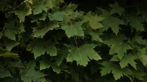big leaves on tree in garden background | Stock Video | Pond5