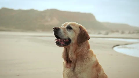 Big light brown Labrador sitting on a sa... | Stock Video | Pond5