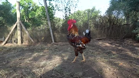 Big Pooping Stock Videos – Royalty-Free HD & 4K Videos | Pond5