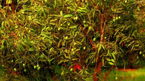 Big Mango Tree in garden,agriculture of ... | Stock Video | Pond5