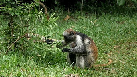 Big mom monkey with baby monkey on the b... | Stock Video | Pond5