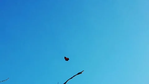 Big monarch butterfly spreading its wing... | Stock Video | Pond5