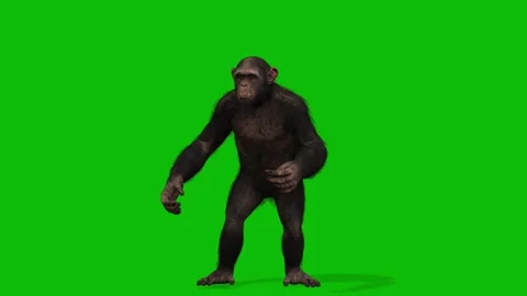 Big Monkey Greenscreen | Stock Video | Pond5