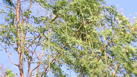 Moringa Oleifera Stock Video Footage | Royalty Free Moringa Oleifera ...
