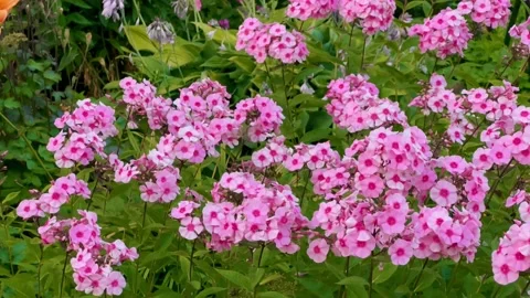 Big moth flying pollinizing garden phlox... | Stock Video | Pond5