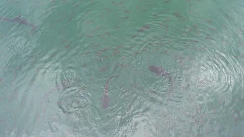 Mutated Fish In Chernobyl