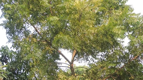 Ayurvedic Herbs Video Stock Footage ~ Royalty Free Stock Videos | Pond5