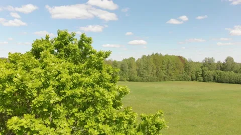 Oak Tree Blowing In Wind Stock Video Footage | Royalty Free Oak Tree ...