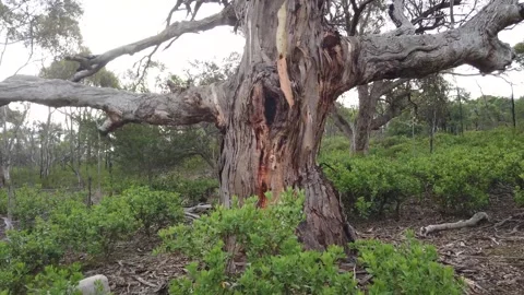 A big old Australian native gum tree Euc... | Stock Video | Pond5