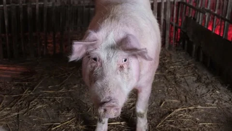 Big old pig with sad eyes.A mother pig s... | Stock Video | Pond5