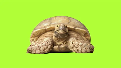 Big old turtle close up on green screen | Stock Video | Pond5