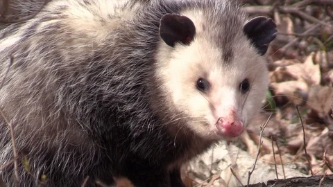 big opossum in the forest very close loo... | Stock Video | Pond5