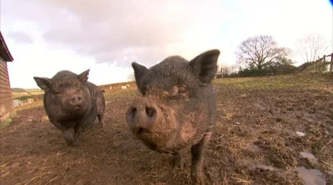Pig Stock Video Footage | Royalty Free Pig Videos | Page 2