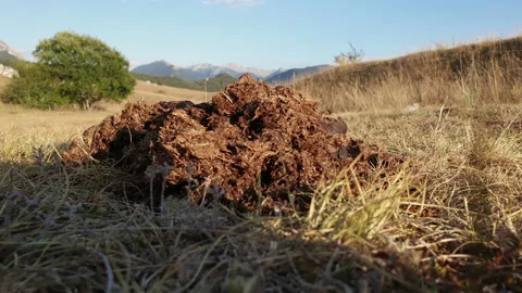 Grass Poop Stock Video Footage | Royalty Free Grass Poop Videos | Pond5