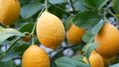 A big quantity of ripe lemons on a lemon... | Stock Video | Pond5