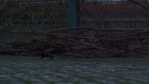 Raven Screaming Stock Footage ~ Royalty Free Stock Videos | Pond5