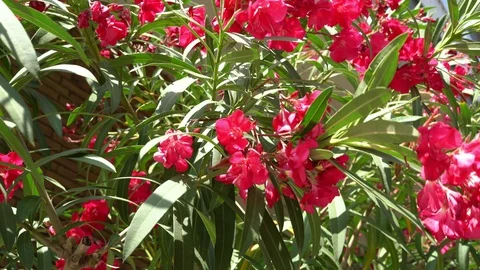 Big red flowers of Oleander in tha garde... | Stock Video | Pond5
