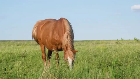 Big red horse stands on a green meadow o... | Stock Video | Pond5