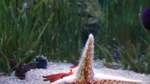 Big red starfish crawling on the glass w... | Stock Video | Pond5