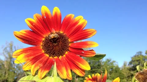 Beauty Legs Big Stock Videos – Royalty-Free HD & 4K Videos