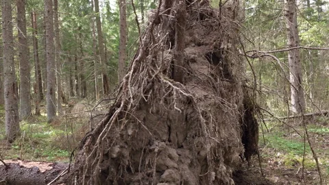 The big roots of the uprooted spruce tre... | Stock Video | Pond5