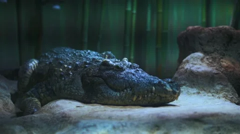 Scary Alligator Stock Video Footage | Royalty Free Scary Alligator ...