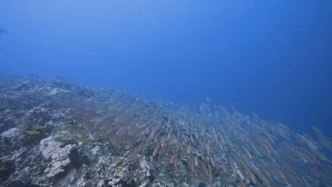 Big school of goggle eye fish chased by ... | Stock Video | Pond5