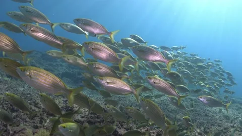 Big school of Mediterranean gold banded ... | Stock Video | Pond5