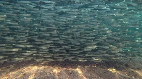 Big school of small fish in Red sea, Dah... | Stock Video | Pond5
