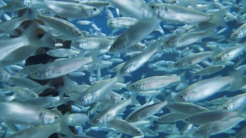 Big school of small fish swimming around | Stock Video | Pond5