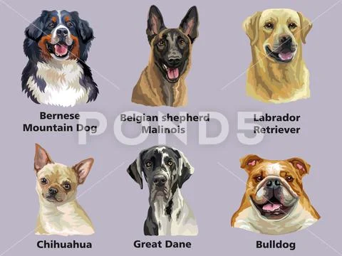Big set of different dogs breeds vector illustration ~ Clip Art #186529343