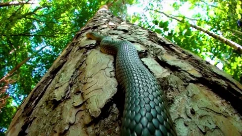 Dangerous Reptile Stock Footage ~ Royalty Free Stock Videos | Pond5