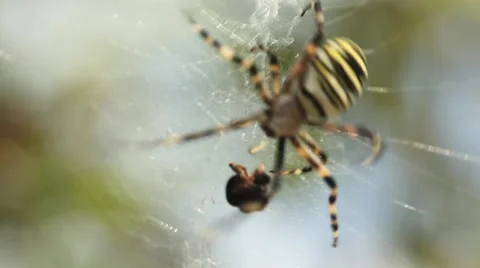 Horror Sting Stock Footage ~ Royalty Free Stock Videos | Pond5